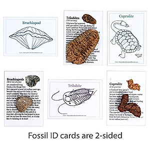 DANCING BEAR FOSSIL COLLECTION Kit (12 Different Types of Specimens): Trilobite, Dinosaur Bone, Shark teeth, Coprolite (fossilized Turtle Poop) Fossil ID Book, Magnifying Glass, STEM Science Set, Made in the USA