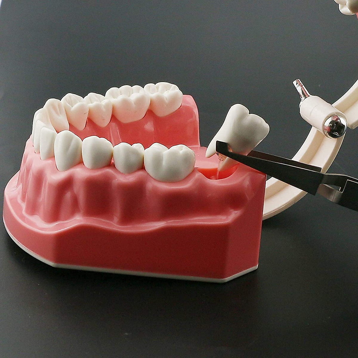 1.5 Times Large Dental Typodont Model Tooth Brushing flossing Practice Model Demonstration Removable Lower Teeth for Kids Dental Students Tooth Teach Study, 4.5 Inch x3.5 Inch x3.5 Inch