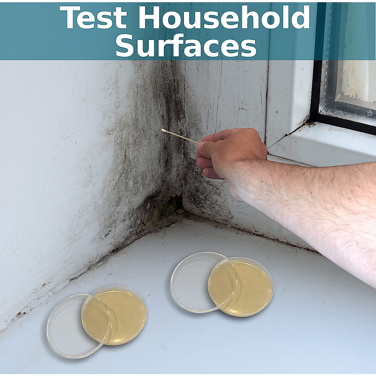 Malt Extract Agar Plates - Evviva Sciences - Great for Mushrooms, Molds, Fungus - 10 Prepoured MEA Petri Dishes - Also Great for Science Fair Projects!