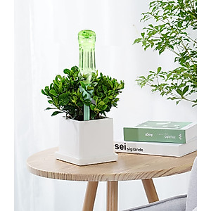 Aroma Season Self Watering Spikes - 8 Pcs Plant Waterer with Slow Release Control Valve - Automatic Watering Drip System Plant Watering Devices for Vacation and Indoor Outdoor Potted Plants