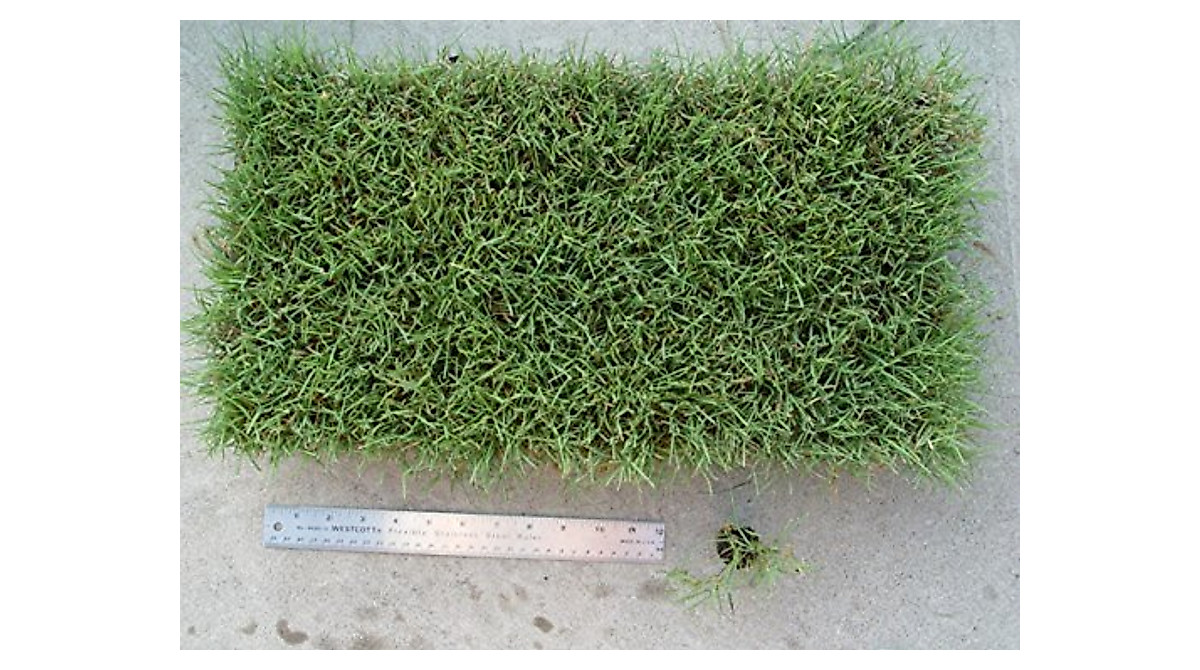 UC Verde Buffalograss Plugs - Eco-Friendly Turf Grass