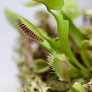 Outsidepride Dionaea Venus Flytrap Indoor House Plant Seed - 10 Seeds