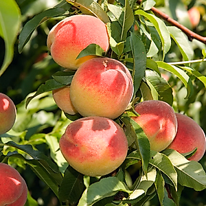 Bonanza Peach Seeds Large Fruit Sweet Delicious Flavor Juicy Ornamental Self-Pollinating Patio Container Garden Indoor Outdoor 10Pcs Fruit Tree Seeds by YEGAOL Garden
