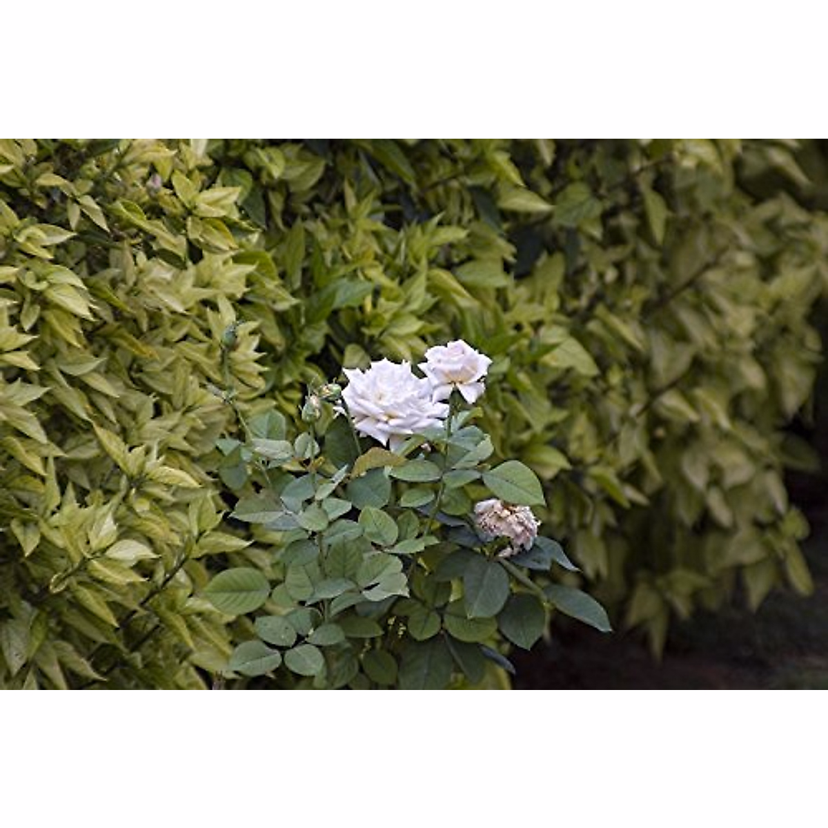 Opteka 420-800mm f/8.3 HD Telephoto Zoom Lens with UV Filter and 54" Tripod for Olympus EVOLT E-5, E-520, E-510, E-500, E-450, E-420, E-410, E-400, E-330 and E-300 Digital SLR Cameras