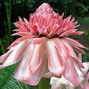 CHUXAY GARDEN 20 Seeds Pink Etlingera Elatior,Torch Ginger,Ginger Flower,Torch Lily,Philippine Wax Flower Seasoning Flowering Plants Excellent Addition to Garden