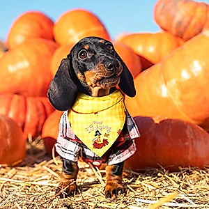 12 Pieces Holiday Dog Bandanas Halloween Dog Scarf Thanksgiving Christmas Birthday Summer Hawaii Daily Festival Costume Supply Pets Dog Scarf Bandana for Dogs Cats Pets Costume (Small)