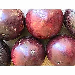 Caimito Purple Star Apple Chrysophyllum cainito Seedling Plant Potted Fruit Tree