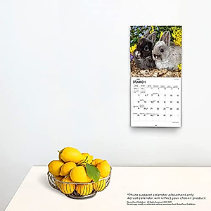 Honey Bunny | 2023 7 x 14 Inch Monthly Mini Wall Calendar | BrownTrout | Domestic Small Cute Animals