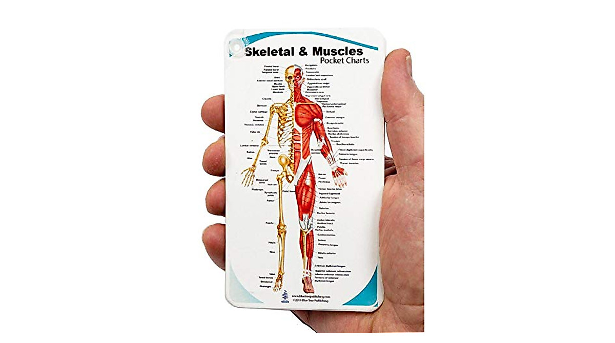 Skeletal System and Male Muscle Poster Set 24 x 36 inch, Extra Pocket ...