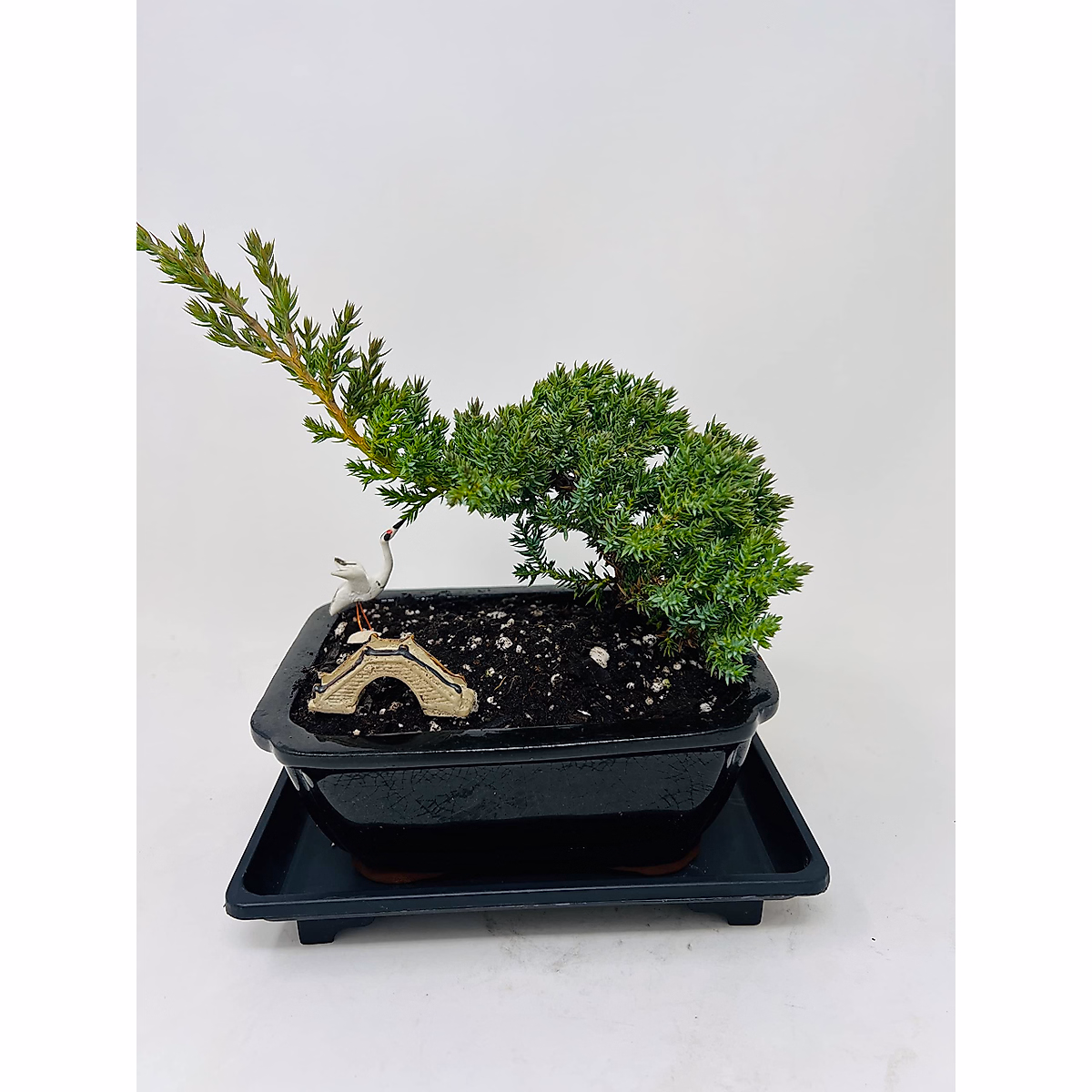 Juniper Bonsai Tree with Indented Corners Vase Includes Figurines and Tray