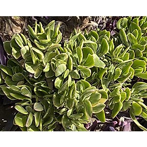 10 Cuttings Crassula Ovata Variegata Variegated Jade Plant Lemon Lime Tricolor Succulent Cactus Garden Flower Live Plant Kid Gift