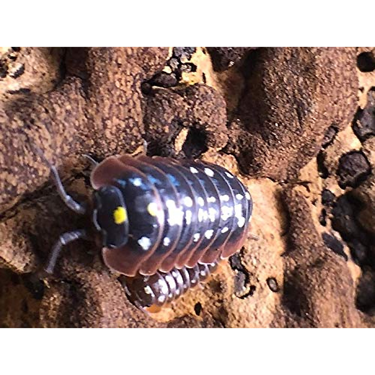 Bugzy Bugs Clown Isopods 10 Count Armadiliidium Klugii Montenegro Roly Poly Insects Cleanup Crew for Terrarium Reptile Pet Food (10 Count)