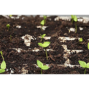 1150A-Trinidad Scorpion Moruga Pepper (Capsicum chinense) Seeds by Robsrareandgiantseeds UPC0764425787792 Bonsai,Non-GMO,Organic,Historic Plants,Sacred, 1150-A Package of 25 Seeds