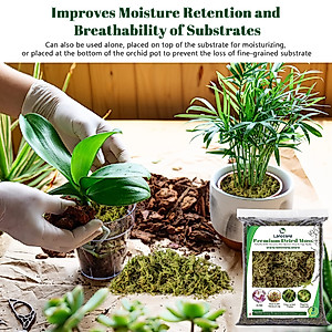 Lanccona Sphagnum Moss - 3 Quarts Dried Forest Moss for Orchid Moss Potting Mix Carnivorous Plants Succulents Reptiles Decorating Terrariums Potted Plant Propagation