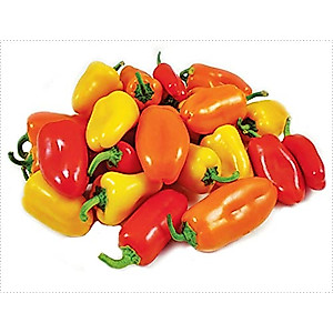 60+ Lunchbox Sweet Snacking Pepper Seeds Red Orange Yellow Non-GMO