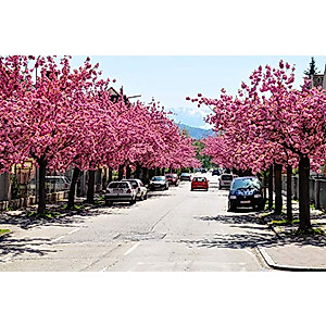 Flowering Cherry Blossom | Tree Seed Grow Kit | The Jonsteen Company