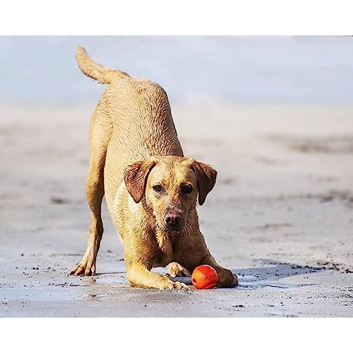 Chuckit! Fetch Medley Ball Set Dog Toys, Medium (2.5 Inch) 3 Pack