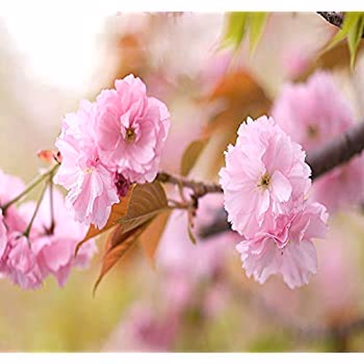 Bonsai Weeping Cherry Tree Seeds for Planting | 10+ Seeds | Highly Prized for Bonsai, Weeping Cherry Tree - 10+Seeds