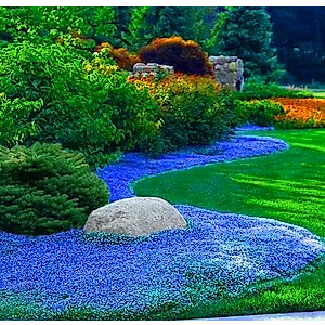 20000+ Blue Creeping Thyme Seeds for Planting Thymus Serpyllum - Heirloom Creeping Thyme Seeds Ground Cover Easy to Plant - Open Pollinated