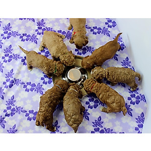 Podinor Stainless Steel Puppy Dog Bowls, Pets Puppies Feeding Food and Water Weaning Bowls Dishes Feeder