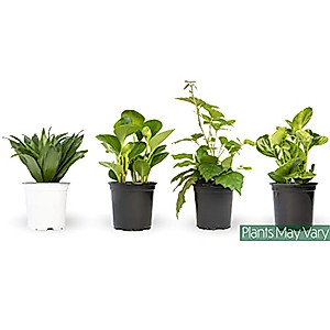Essential Houseplant Collection (4PK) Live Plants Indoor Plants Live Houseplants in Plant Pots, Easy House Plants Indoors Live, Snake Plant, Pothos in Potting Soil, Clean Air Plants by Plants for Pets