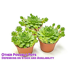 Sempervivum Succulents Plants Live Indoor Plants (3PK), Sempervivum Plants Live Houseplants, Hen and Chicks Live Plants Indoor House Plants, Rosette Succulent Plants in Plant Pots by Plants for Pets