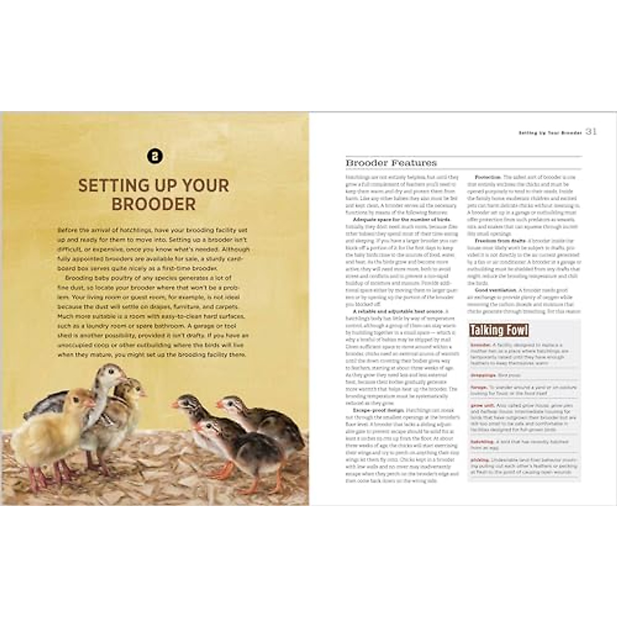 Hatching & Brooding Your Own Chicks: Chickens, Turkeys, Ducks, Geese, Guinea Fowl