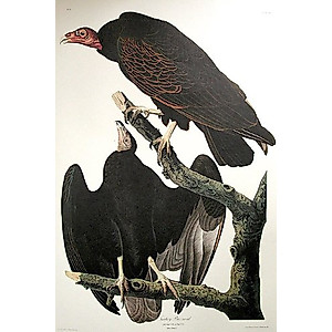 Turkey Buzzard. From"The Birds of America" (Amsterdam Edition)
