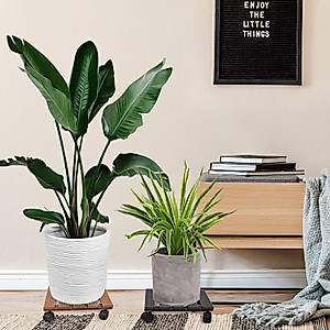 CERBIOR Plant Caddy Heavy Duty Plant Pot with 5 Rolling Wheels Indoor/Outdoor Holds up to 14 Inches and 150 Lbs Strong and Sturdy Design (14 Inch Square, Charcoal)