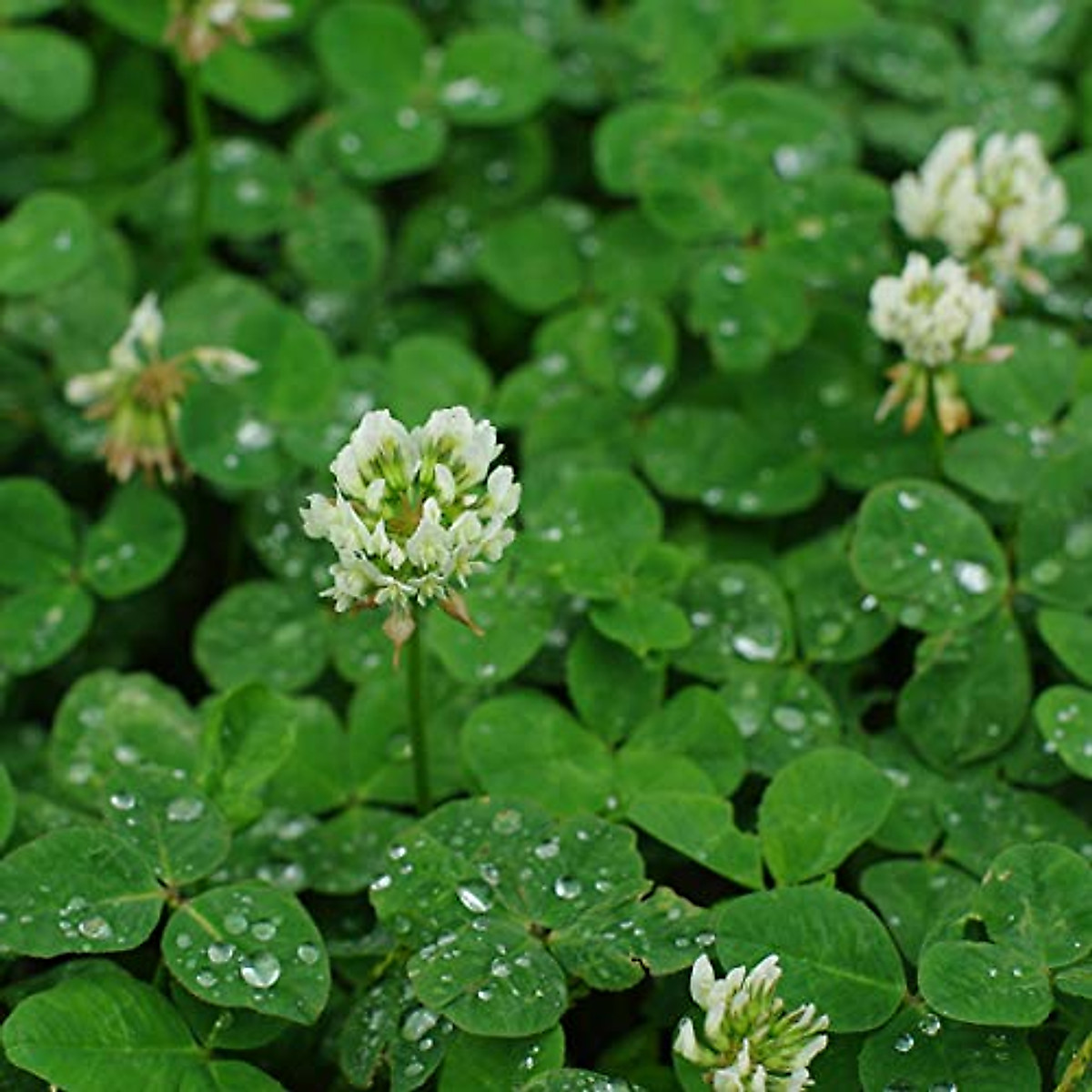 White Clover Seeds, Nitro-Coated and Inoculated, 1 Pound by Seeds2Go