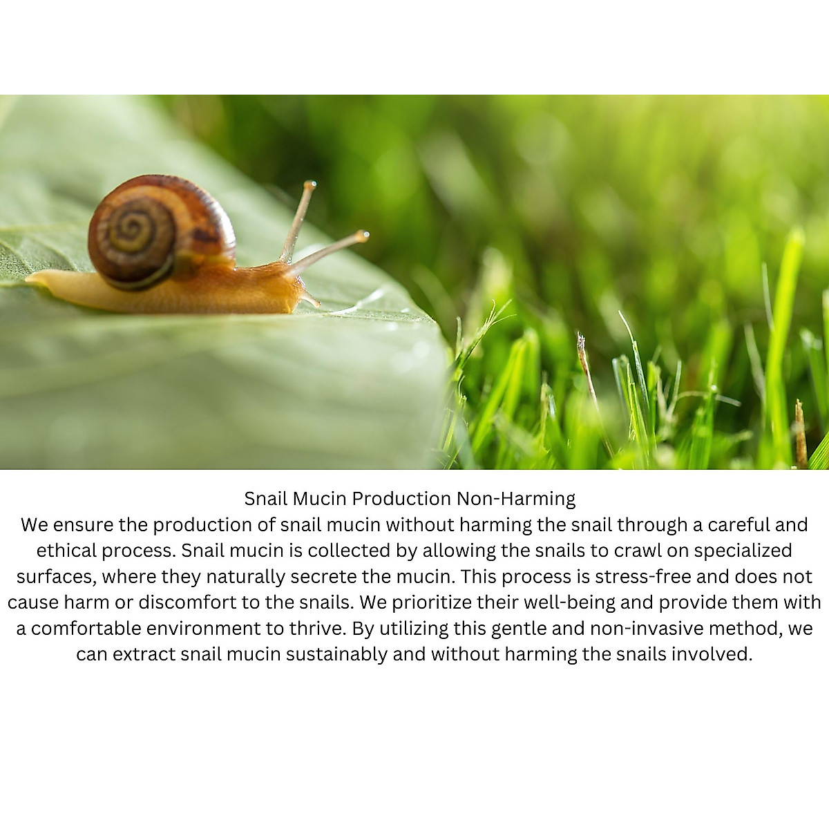 ZAIN1 Natural Hair growth serum with Snail Mucin, Rosmary, Niacinamide, Hyaluronic acid, Azelaic acid, Nettle, and Much More Natural Ingredients (Mimosa, 3.4 oz). Our products are made by nature