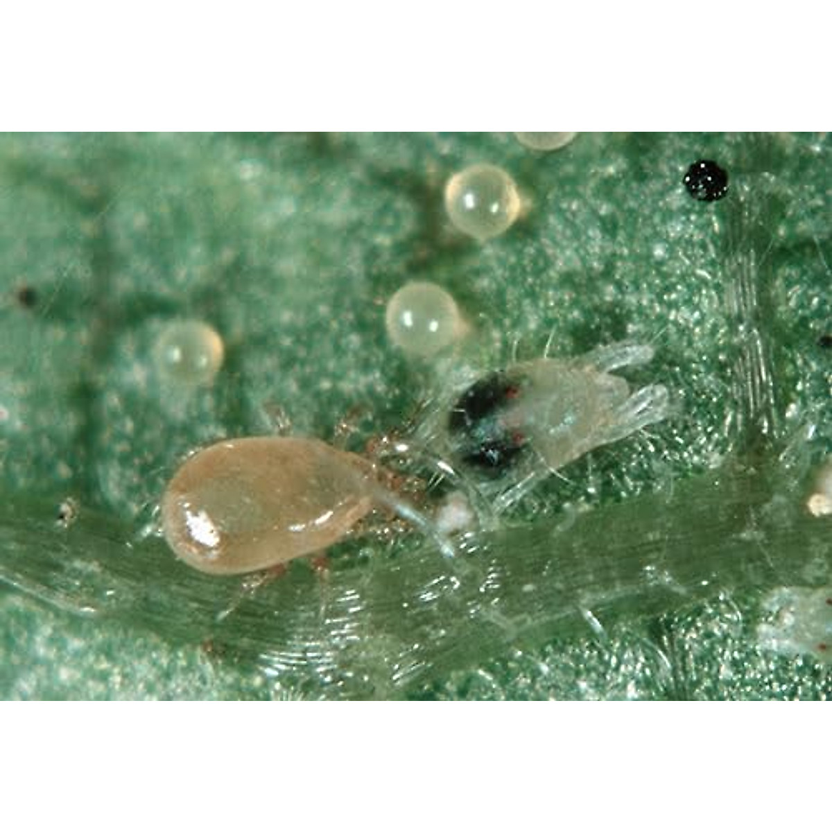 Neoseiulus californicus 25 sachets with 250 Mites