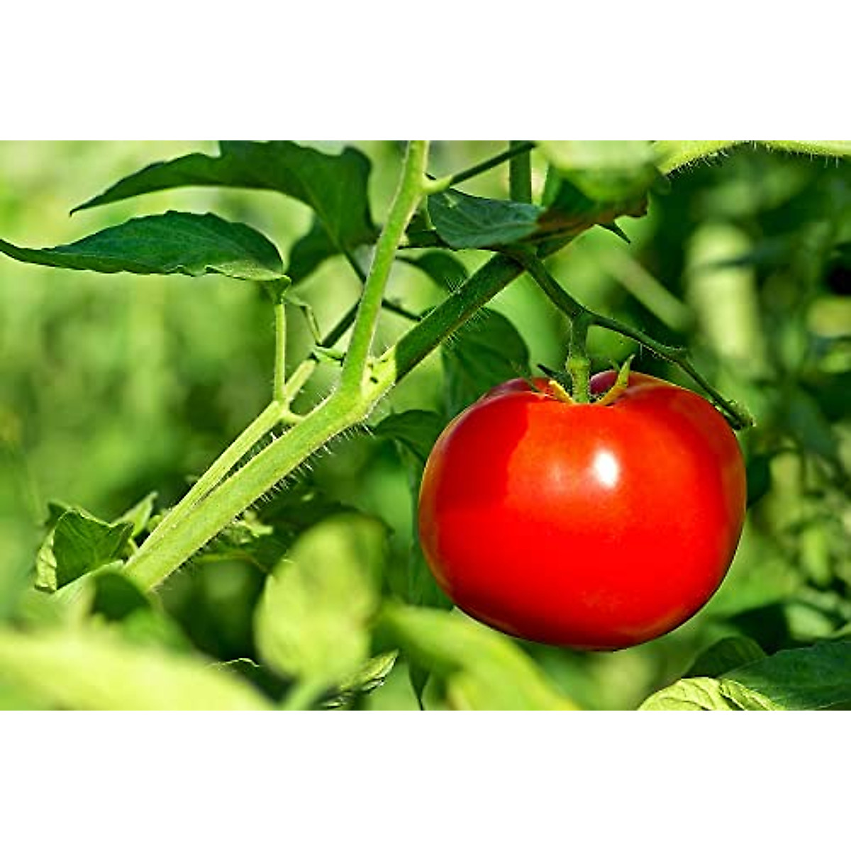 New Yorker Tomato Seeds for Planting, 100+ Heirloom Seeds Per Packet, (Isla's Garden Seeds), Non GMO Seeds, Botanical Name: Solanum lycopersicum, Great Home Garden Gift