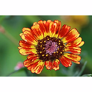 Painted Daisy Seeds for Planting Outdoors, 2.5 Grams of Flower Seeds, Chrysanthemum Carinatum, Tricolor Daisy