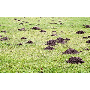 Worlds Best Gopher Trap, New, Stainless Steel, USA Made! (3)