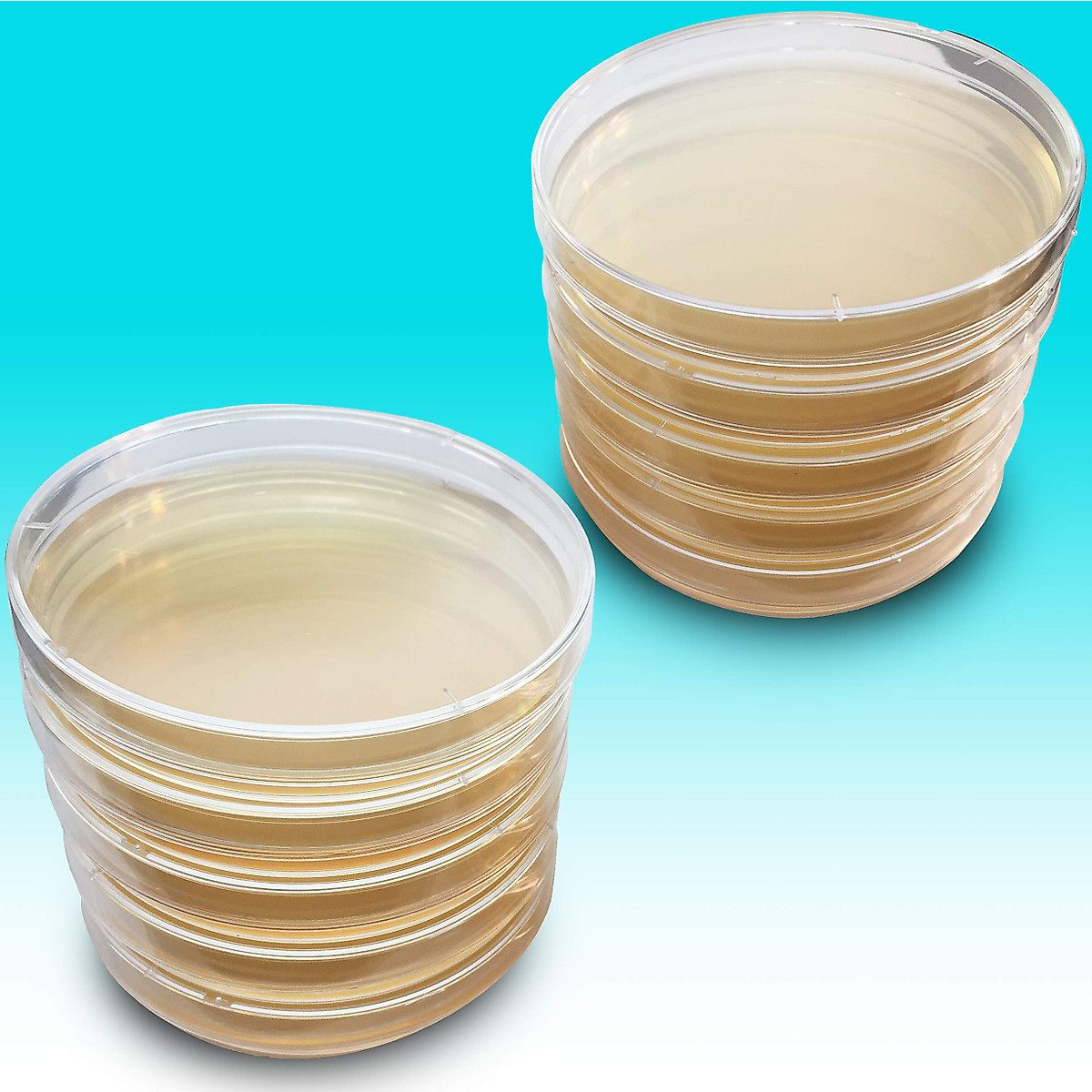 LB Agar Plates - Evviva Sciences - Prepoured Luria-Bertani Agar (LB) Petri Dishes - General Purpose Media - Top Science Kit for Science Fair Projects!