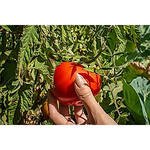 Moscow VR Tomato Seeds, 50 Heirloom Seeds Per Packet, (Isla's Garden Seeds), Non GMO Seeds, Botanical Name: Solanum lycopersicum, Great Home Garden Gift
