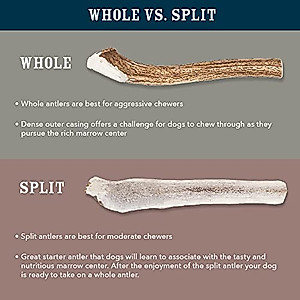 Amazon Brand – Wag Split Elk Antler, Naturally Shed, Medium 6–7.5 inches
