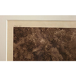 At the Trysting Place by Edward Curtis, Original Photogravure, 17.75x13