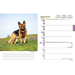 German Shepherds 2022 6 x 7.75 Inch Spiral-Bound Wire-O Weekly Engagement Planner Calendar | New Full-Color Image Every Week | Animals Dog Breeds Pets
