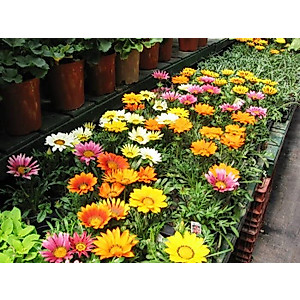 KIRA SEEDS - Treasure Flower Mix- Gazania - Annual Flowers for Planting - GMO Free