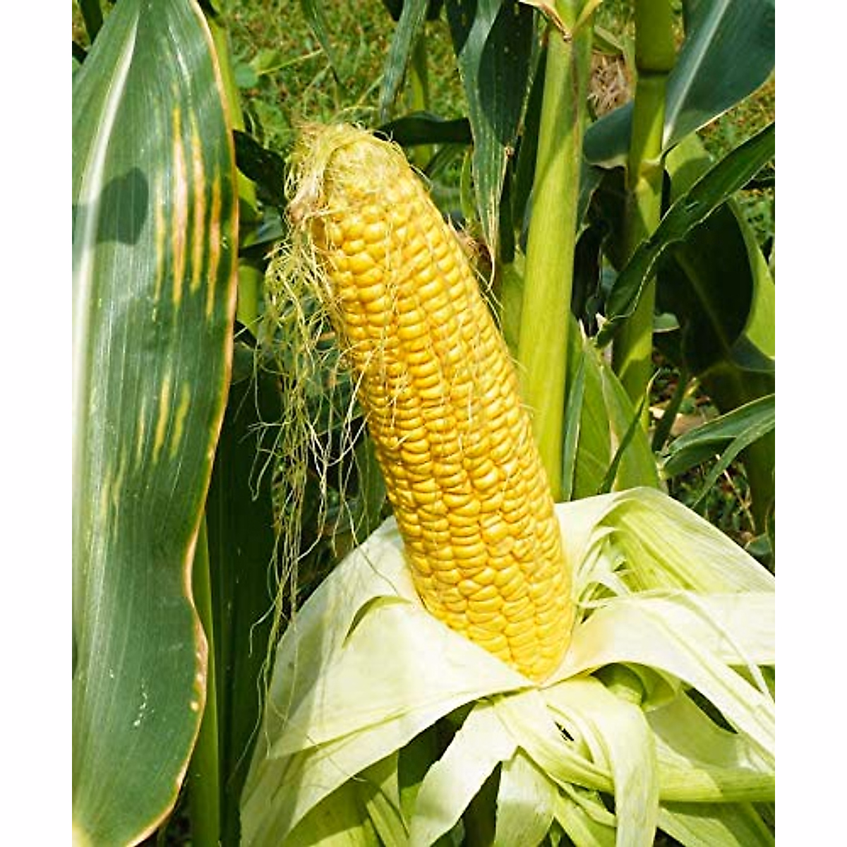"Incredible" RM Sweet Yellow Corn, 75 Heirloom Seeds, Sweet Incredible Flavor! Fantastic Addition to Your Home Garden! (Isla's Garden Seeds),90% Germination Rates, Non GMO Seeds