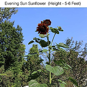 Window Garden - Evening Sun Sunflower Flower Starter Kit - Grow Beauty. Germinate Seeds on Your Windowsill Then Move to Planter or Beds. Mini Greenhouse System Make’s it Foolproof, Easy and Fun.