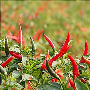 Airplane Seeds Thai Bird Chili Pepper Seeds 100 Seeds per Pack