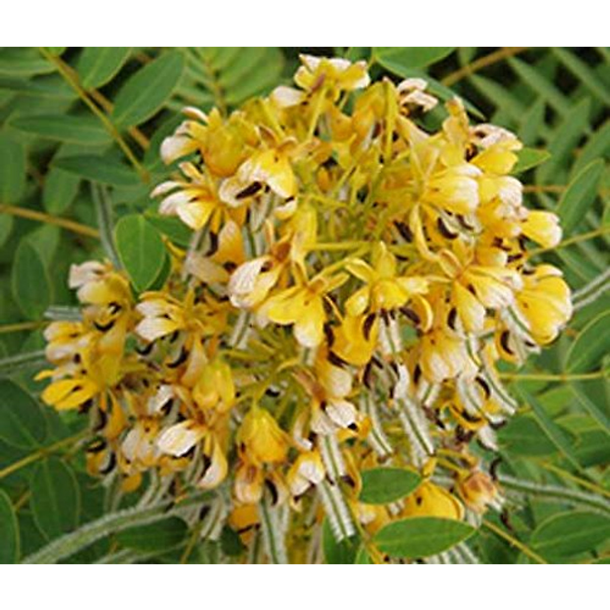 Senna hebecarpa | Wild Cassia | Wild American Senna | 100_Seeds