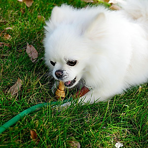 MON2SUN Dog Rawhide Knot Bones Small Rawhide Bones Mini Dog Chews Chicken Flavour 2.5 Inch 100 Count for Puppy and Small Dogs