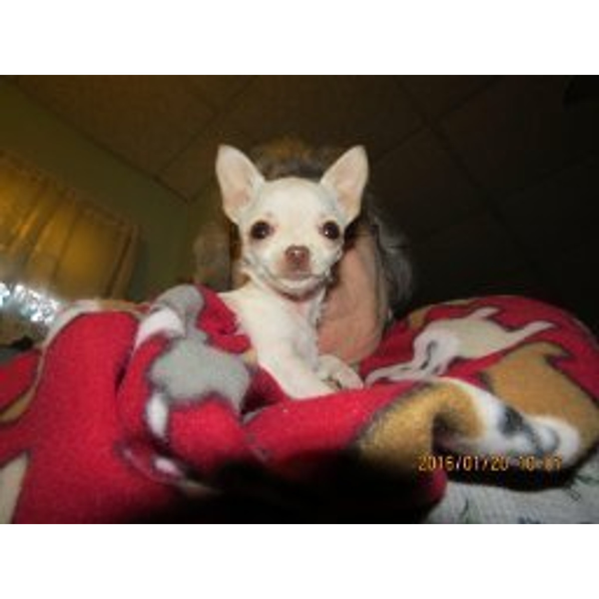 Critter Cuddler Small Animal Carrier and Bonding Pouch Anti-Anxiety Interactive Play Exercise Ring Therapeutic for Pet & Handler Small Dog Cat Hedgehog Puppy Travel Sling - Made in USA (Black)