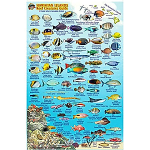 Hawaiian Islands Map & Coral Reef Creatures Guide Franko Maps Laminated Fish Card
