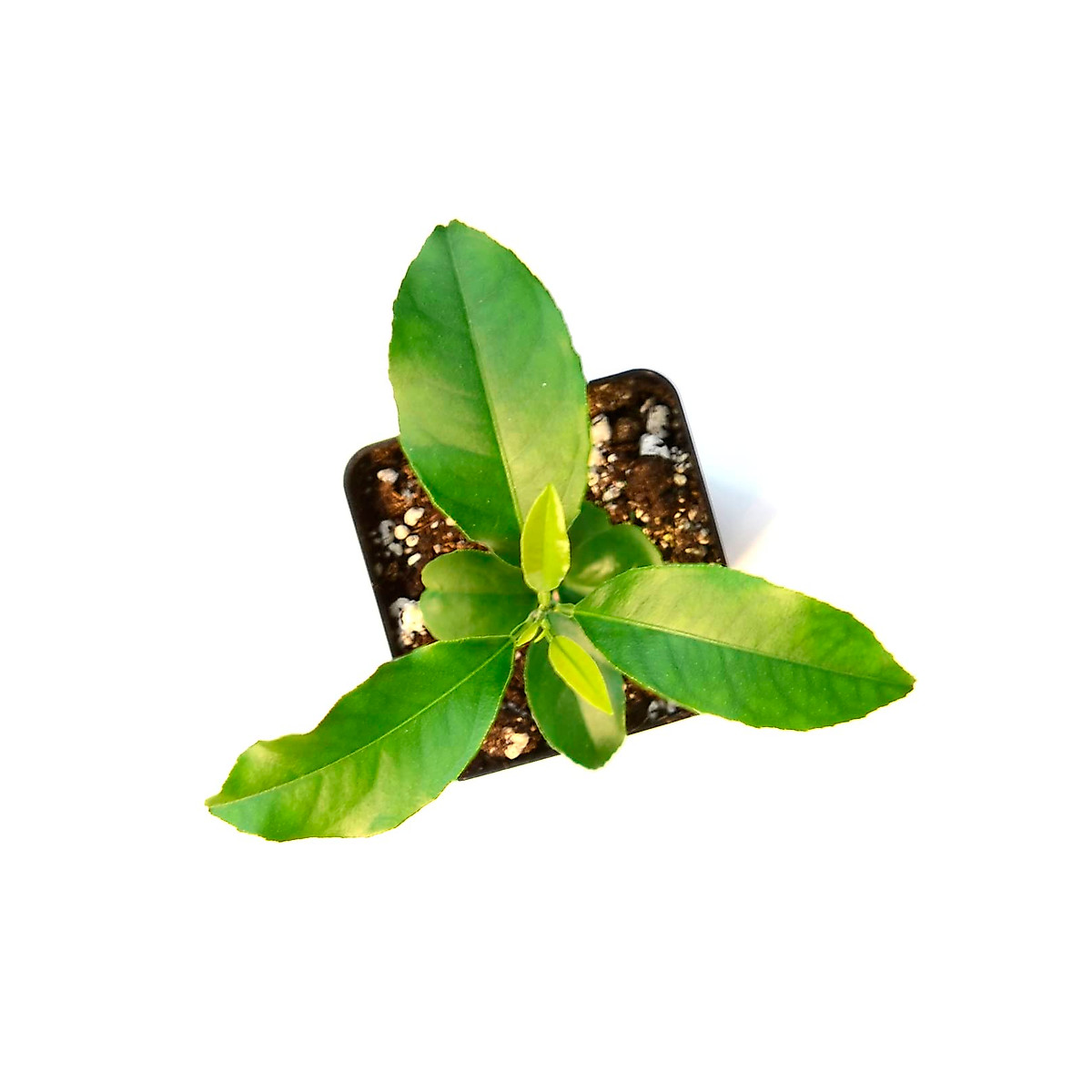 Nules Clementine Starter Plant. Citrus Clementina. 3" - 5"