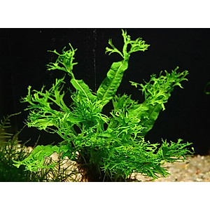 Java Fern Windelow - Easy Freshwater Live Aquarium Plant